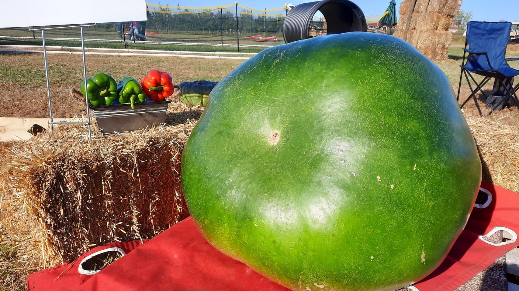 Home - Indiana Pumpkin Growers Association